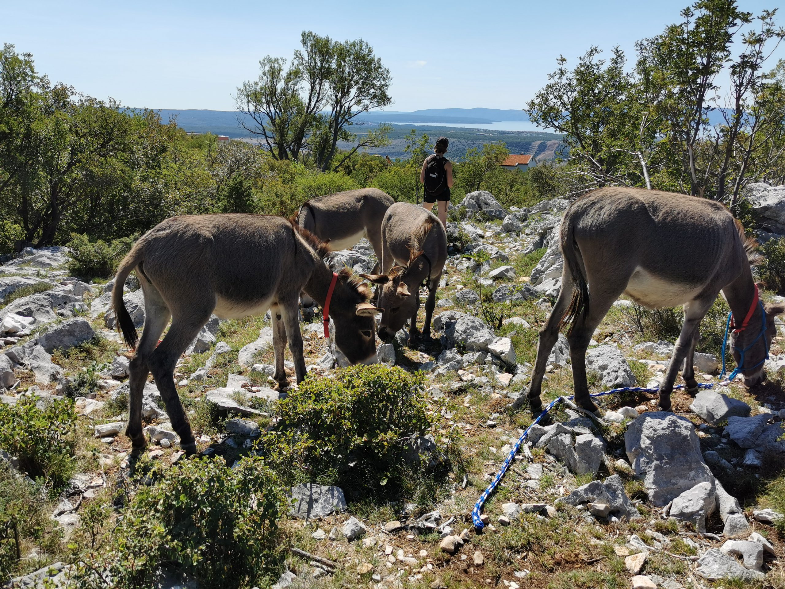 Home | DONKEY TOURS CROATIA